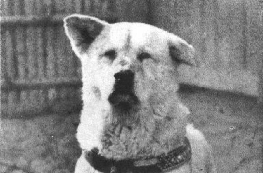 The Heartbreaking True Story Of Hachikō, The World’s Most Loyal Dog ...