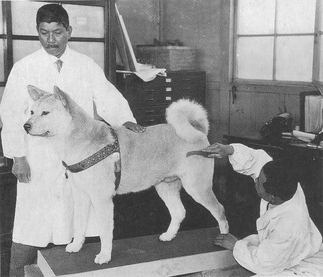 The Heartbreaking True Story Of Hachikō, The World’s Most Loyal Dog ...